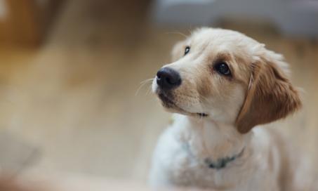 Puppies | PetMD